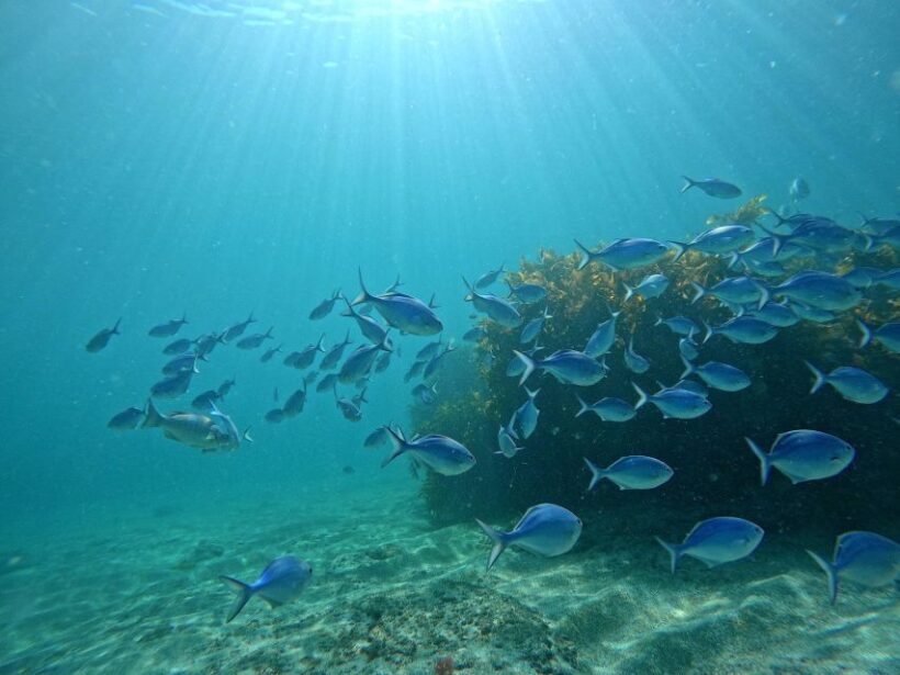 From Leigh: Goat Island Try Scuba Diving Experience - FAQ
