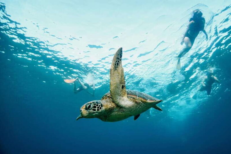 From Lembongan: Full Day Private Boat Snorkeling Nusa Penida - Key Points