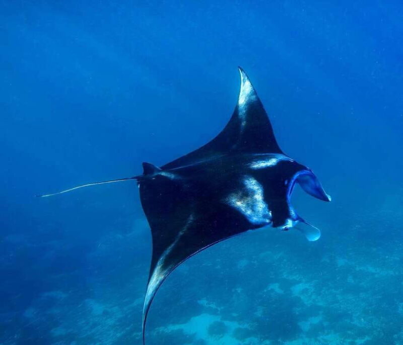 From Lembongan: Full Day Private Boat Snorkeling Nusa Penida - What to Bring and Tips for a Smooth Day