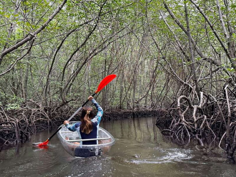 From Lembongan: Kayak/Paddleboard/Boat Mangrove Tour - Key Points