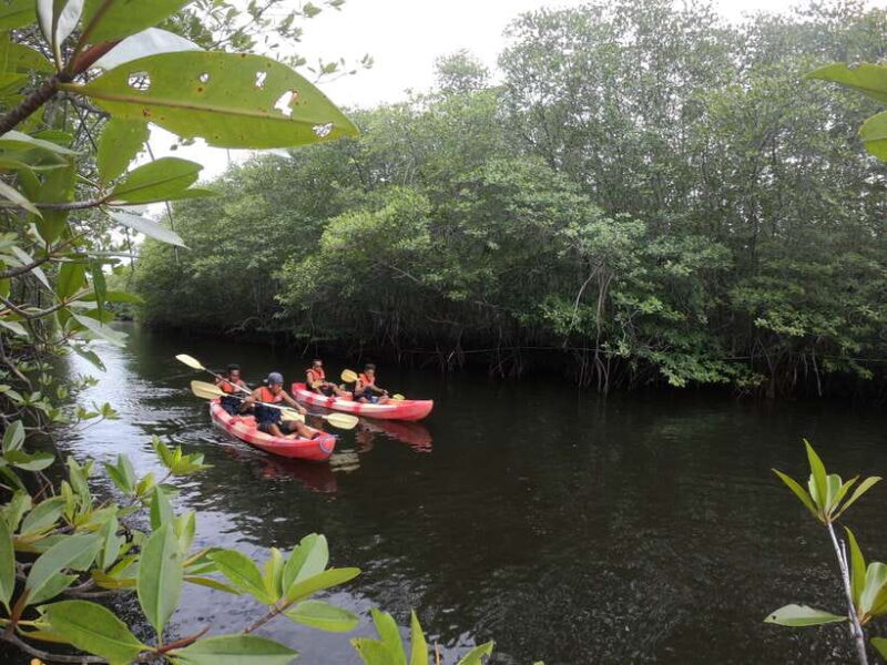 From Lembongan: Kayak/Paddleboard/Boat Mangrove Tour - Detailed Breakdown of the Tour