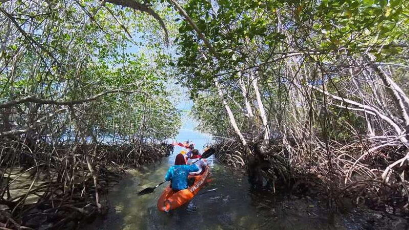 From Lembongan: Kayak/Paddleboard/Boat Mangrove Tour - Who Should Consider This Tour?