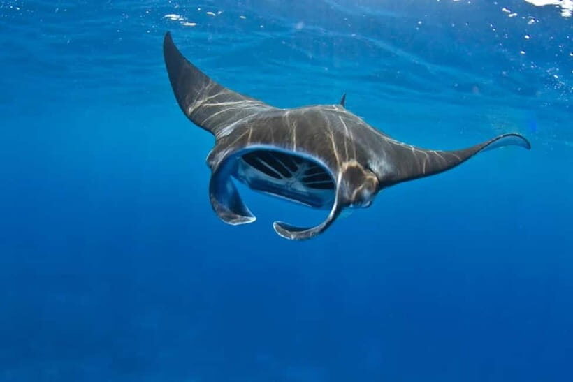 From Lembongan: Manta Point Snorkeling & West Penida Tour - Introduction to the Tour