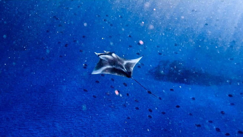 From Lembongan: Manta Point Snorkeling & West Penida Tour - What Makes This Tour Special?