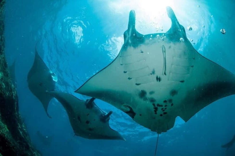 From Lembongan: Private Snorkeling Tour To Nusa Penida - Key Points
