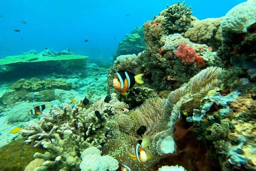 From Lembongan: Private Snorkeling Tour To Nusa Penida - The Itinerary: What to Expect