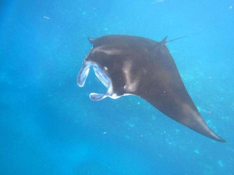 From Lembongan: Snorkeling 3 Spots, Mangrove and Land Tour - Key Points