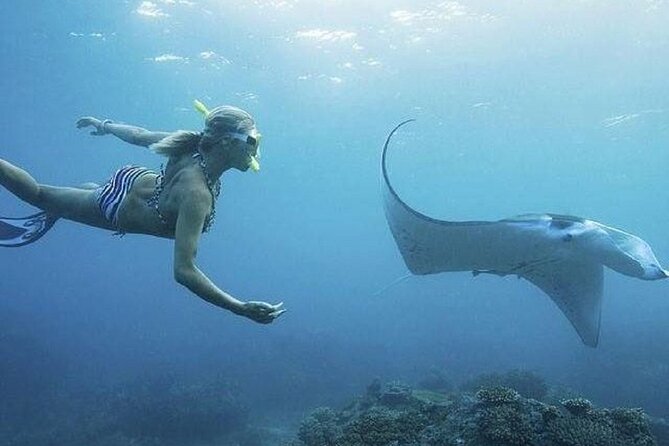 From Lembongan: Snorkeling Day Trip to Nusa Lembongan & nusa Penida island - Key Points