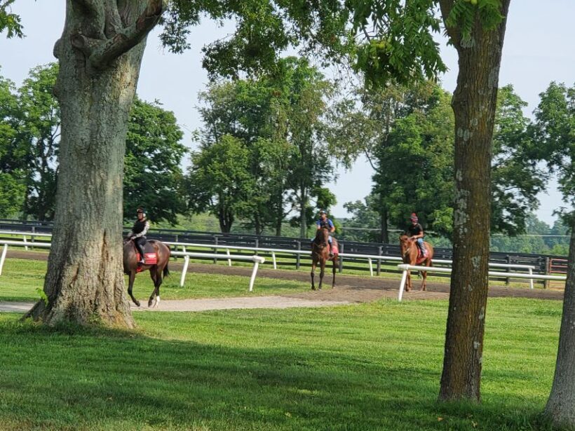 From Lexington: Kentucky Horse Farms Tour - Authenticity and Real People