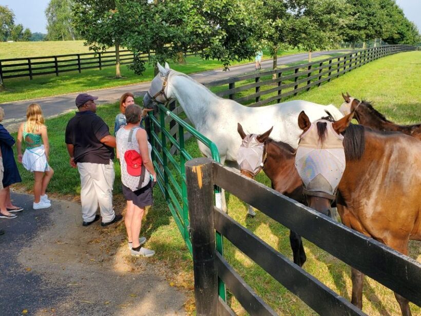 From Lexington: Kentucky Horse Farms Tour - Who Should Consider This Tour?