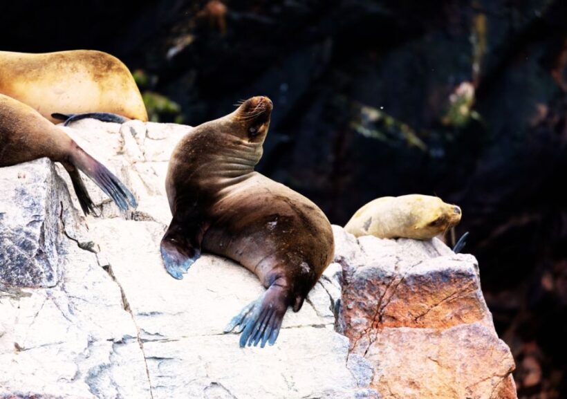 From Lima 2 days 1 night, Ballestas,Huacachina & Nazca lines - The Nazca Lines Flight: A Flight of Imagination