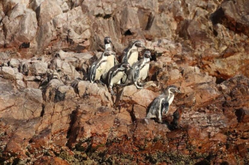 From Lima: 2 Days to Paracas & Huacachina | 2 Days/1 Night - Is It Worth It?