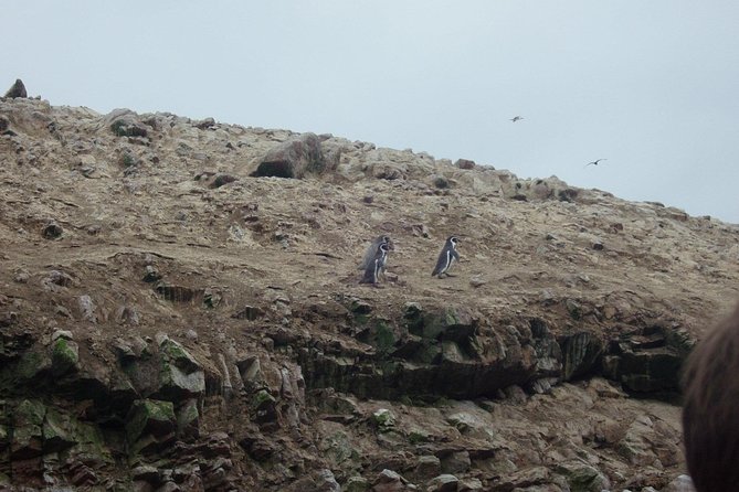 From Lima: Ballestas, Nazca Lines & Huacachina Oasis - Pricing and Inclusions