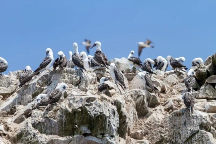 From Lima: Day trip to Paracas, Ica and Oasis Huacachina - Authentic Experiences and Practical Value