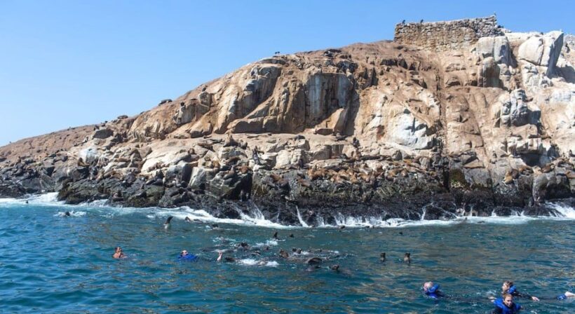From Lima: Excursion Palomino Islands - Callao Bay -Half Day - Key Points