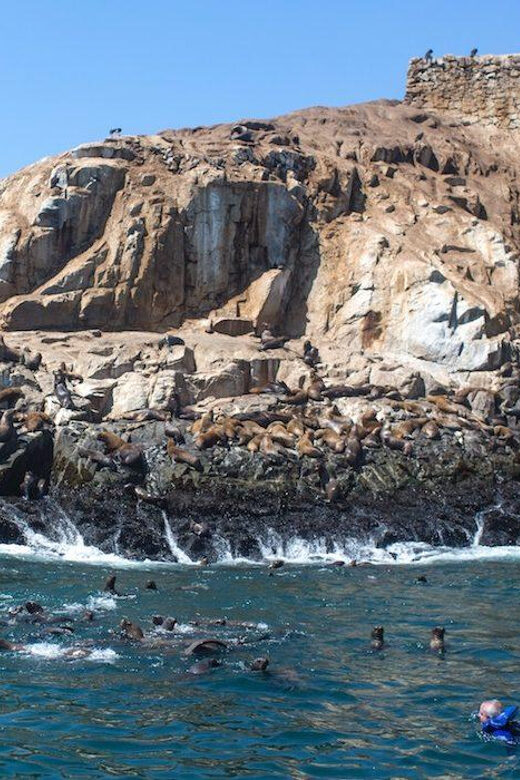 From Lima: Excursion Palomino Islands - Callao Bay -Half Day - A Close Look at the Palomino Islands Tour