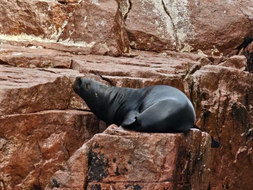 From Lima: Full Day Private All Inclusive Paracas, Ica. - An Honest Look at the Tour Experience