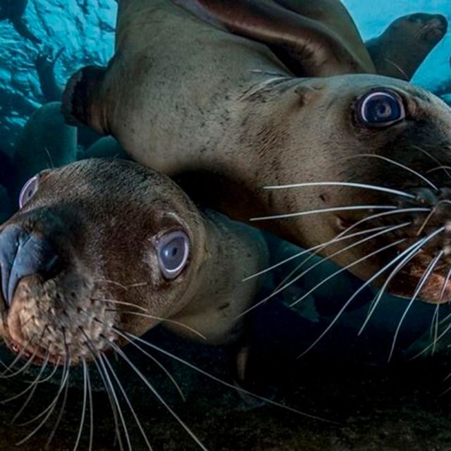 From Lima: Full-Day Tour of Islas Ballestas and Huacachina - Who Should Consider This Tour?