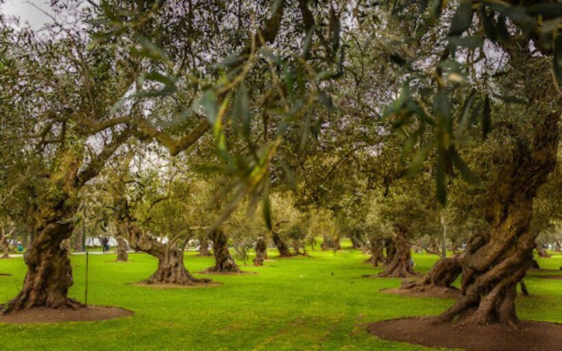 From Lima: Miraflores, Barranco & San Isidro Guided Tour - FAQ