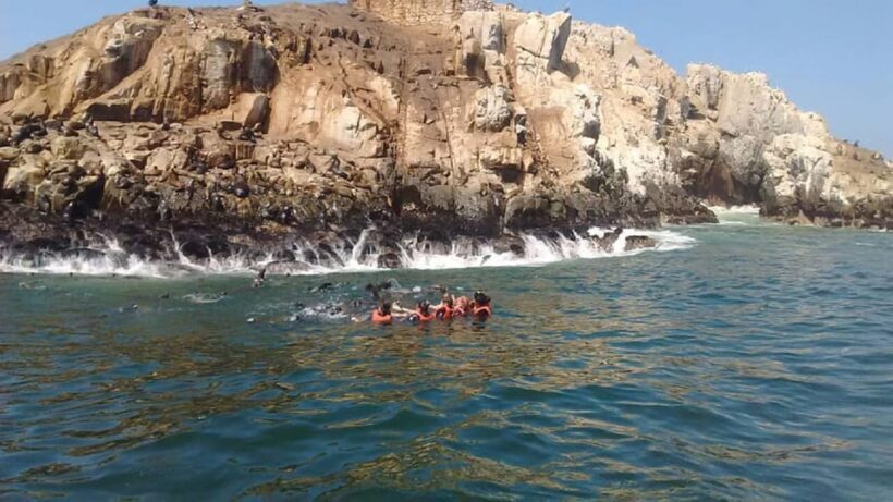 From Lima: Palomino Islands Speedboat Tour and Sea Lion Swim - Final Thoughts