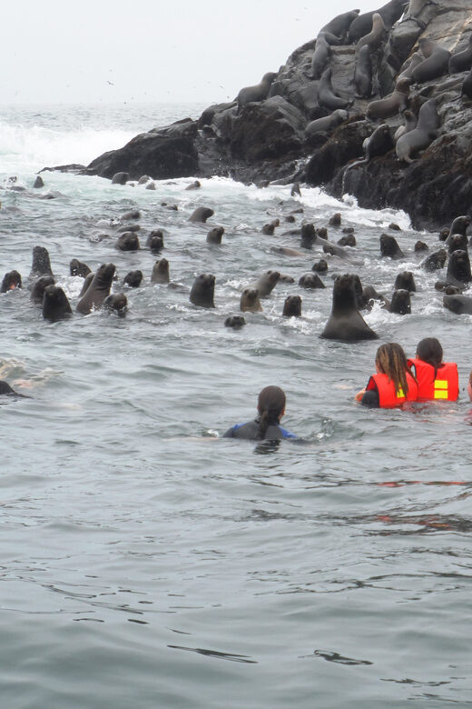 From Lima: Palomino Islands Speedboat Tour and Sea Lion Swim - FAQ