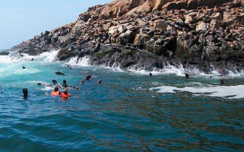 From Lima: Palomino Islands - An In-Depth Look at the Palomino Islands Tour