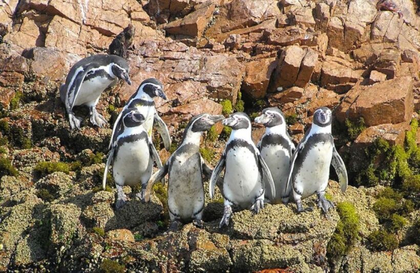From Lima:Paracas Ballestas Islands and Ica Oasis 1 day Tour - FAQs