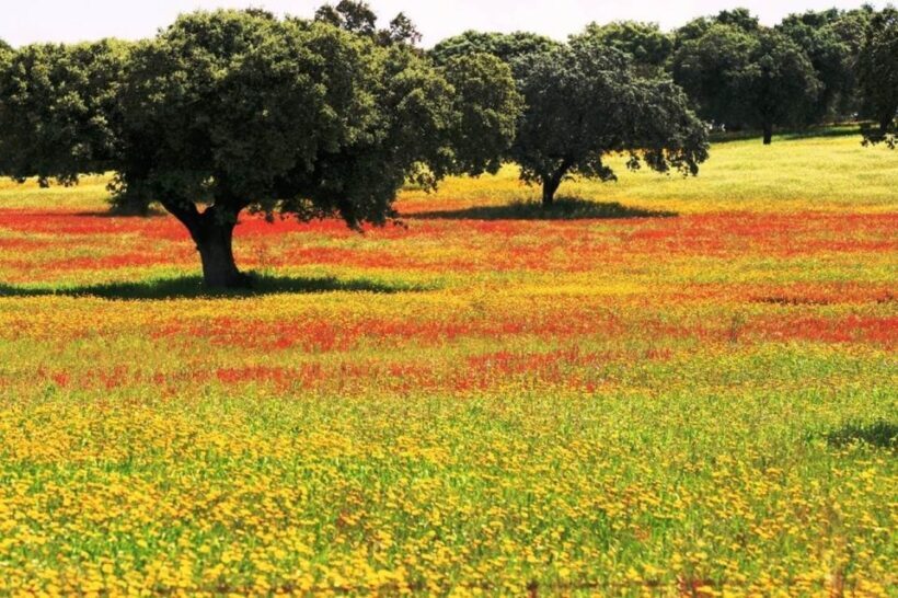 From Lisbon: Évora and Monsaraz Day Tour with Wine Tasting - The Sum Up