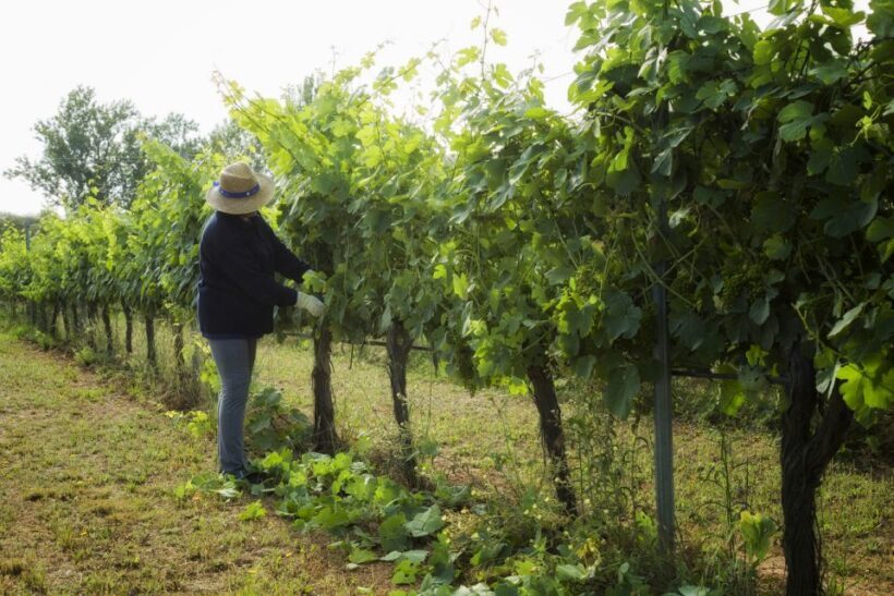 From Lisbon: Évora Wine & Heritage Tour - The Sum Up: Who Will Love This Tour?