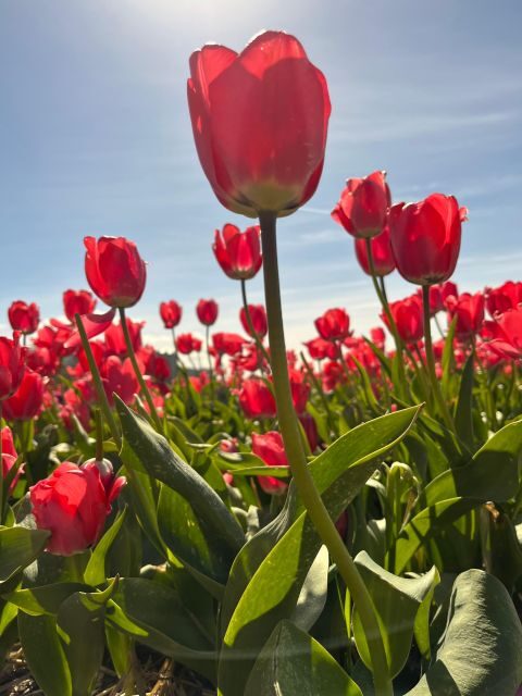 From Lisse: Flower Bike Tour Around Keukenhof Small Group - Who Will Love This Tour