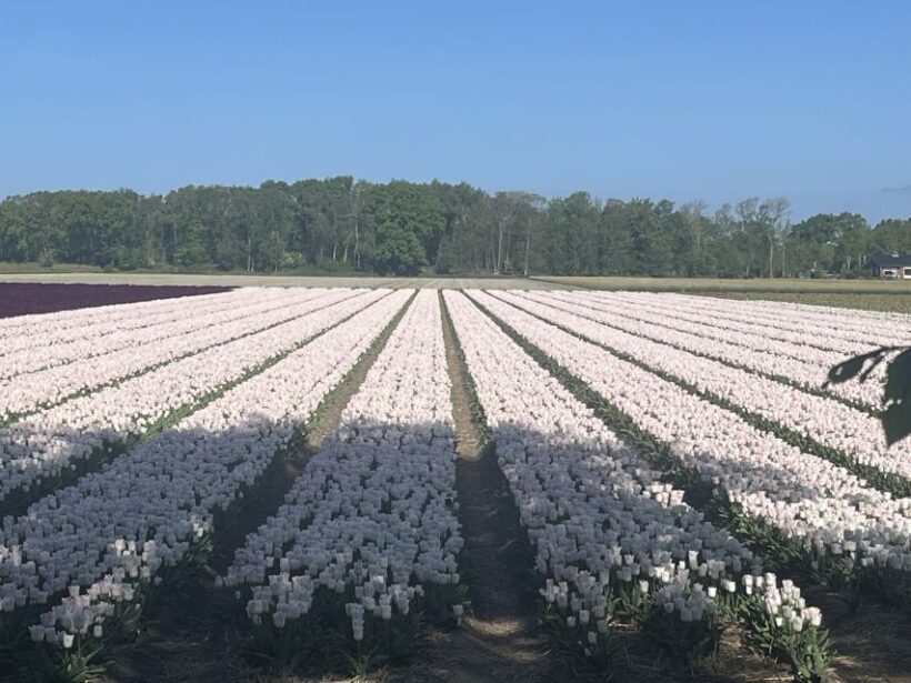 From Lisse: Keukenhof Flower Fields Bike Tour - An In-Depth Look at the Keukenhof Flower Fields Bike Tour