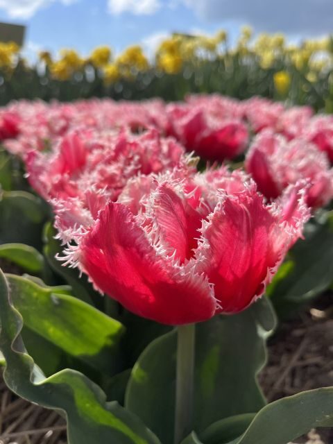 From Lisse: Landrover Tour Around Keukenhof & Flower Fields - What Sets This Tour Apart