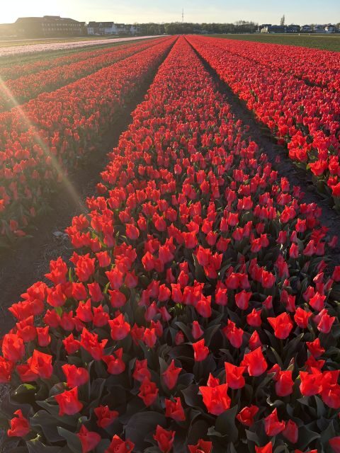 From Lisse: Landrover Tour Around Keukenhof & Flower Fields - Who Will Love This Tour?
