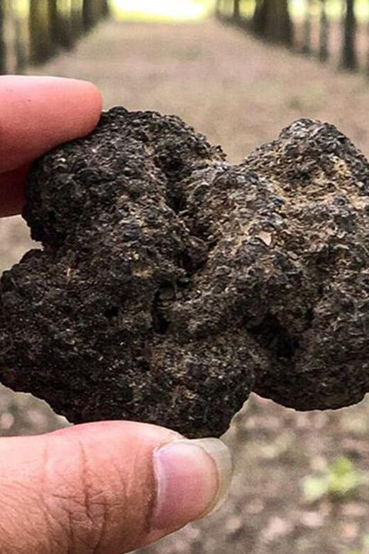 From Livorno: Truffle Hunting with Lunch & wine tasting - Key Points