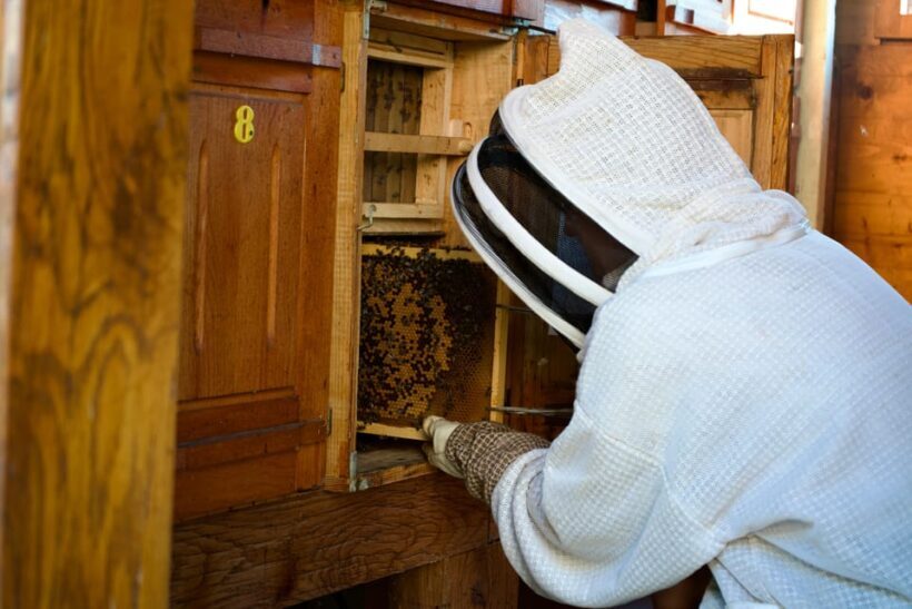 From Ljubljana: All About Bees - Who Will Love This Tour?