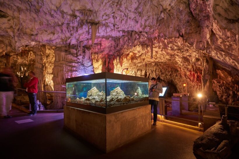 From Ljubljana: Lake Bled & Postojna Cave with Entry Tickets - What You’ll Value as a Traveler