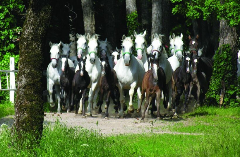 From Ljubljana: Lipica Stud Farm and Piran Full-Day Tour - The Sum Up: Who Should Book?