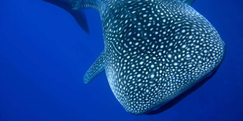 From Lombok: 2-Day Sumbawa Tour & Swim with Whale Sharks - Key Points