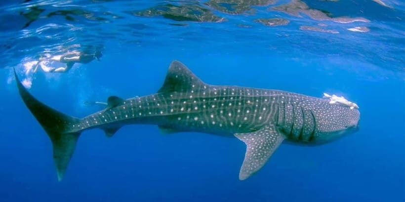 From Lombok: 2-Day Sumbawa Tour & Swim with Whale Sharks - An In-Depth Look at the 2-Day Sumbawa Tour from Lombok