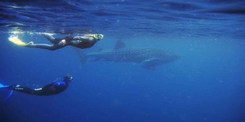 From Lombok: 2-Day Sumbawa Tour & Swim with Whale Sharks - Final Thoughts