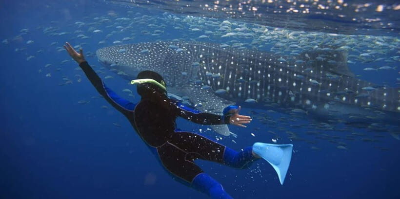 From Lombok: 2-Day Sumbawa Tour & Swim with Whale Sharks - Frequently Asked Questions
