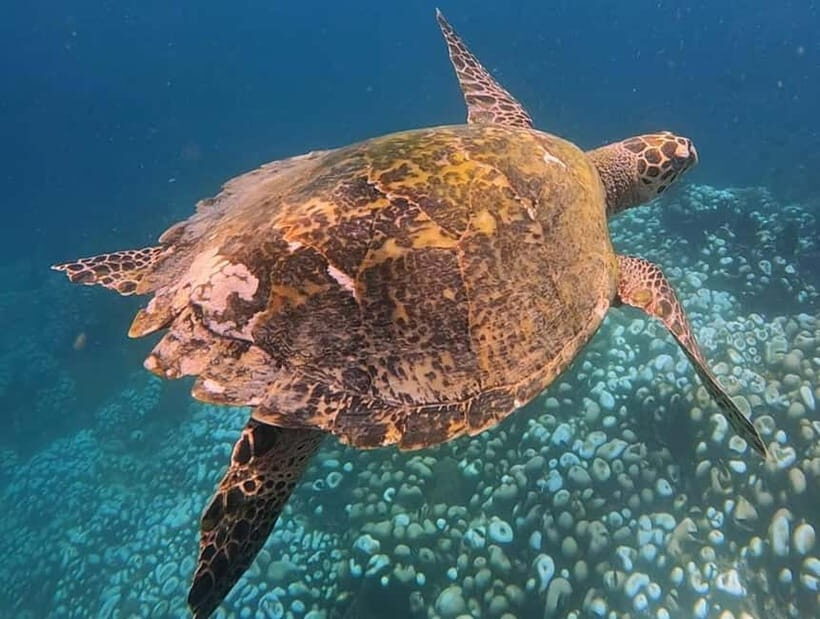 From Lombok: Full-Day Gili Gede, Rengit, & Layar Island Tour - Why This Tour Appeals to Travelers