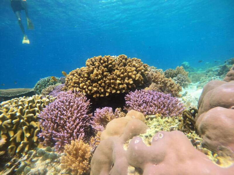 From Lombok: Gili Islands Snorkeling Day Trip - Practical Tips for Travelers