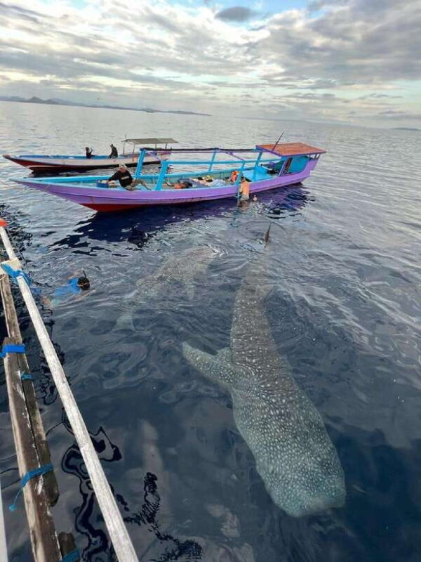 From Lombok,Sumbawa Whale Shark Tour 2D1N - Key Points