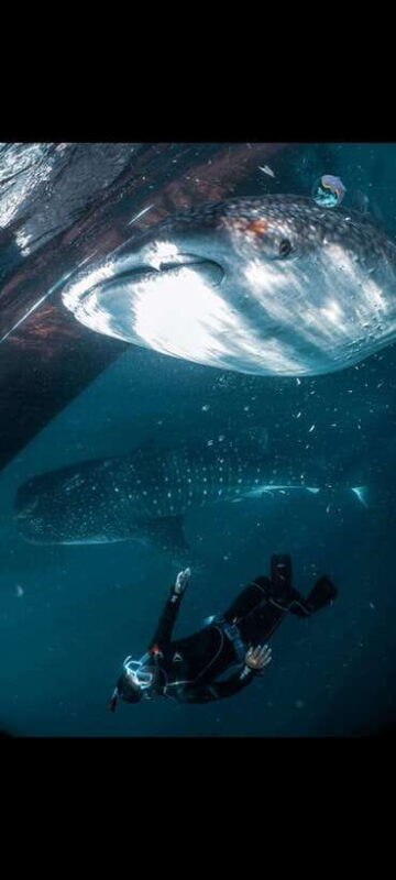 From Lombok,Sumbawa Whale Shark Tour 2D1N - Transportation & Logistics: What to Expect