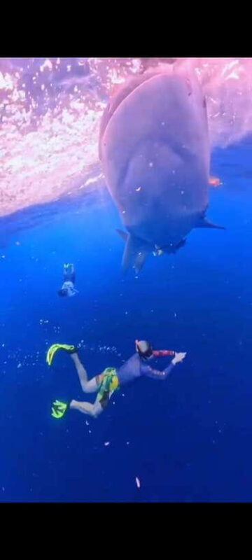 From Lombok,Sumbawa Whale Shark Tour 2D1N - Authentic Experiences & Real Reviews