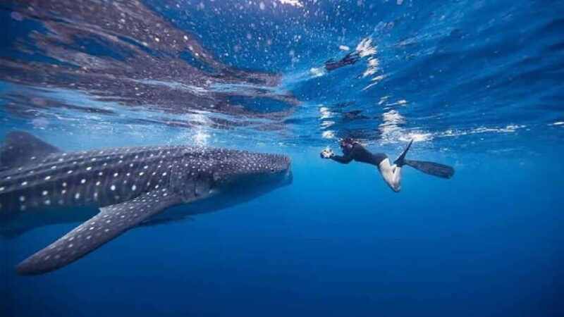 From Lombok,Sumbawa Whale Shark Tour 2D1N - Who Should Consider This Tour?