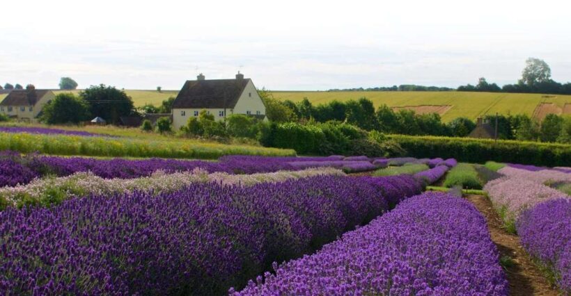 From London: Cotswolds, Country Pub Lunch & Lavender Fields - Detailed Breakdown of the Itinerary