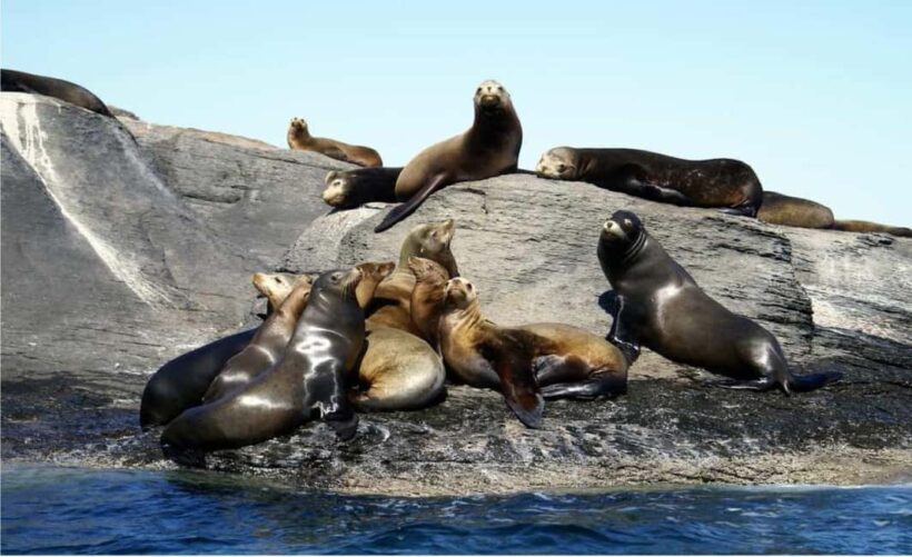 From Loreto: Coronado Island Snorkel - A Detailed Look at the Tour Experience