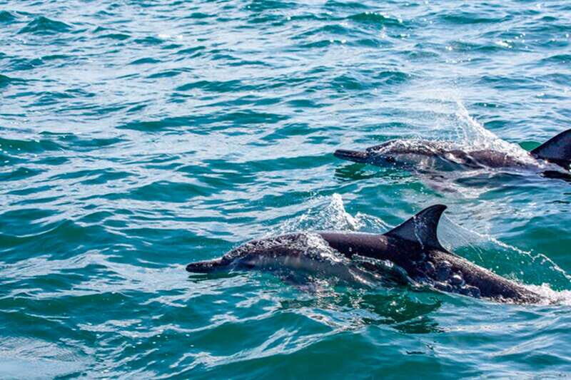 From Loreto: Coronado Island Snorkel - Final Thoughts: Who Will Love This Tour?